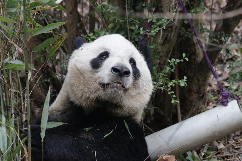 Cara Macia Do ` S Da Panda Do Close-up, Chengdu, China Foto de Stock ...