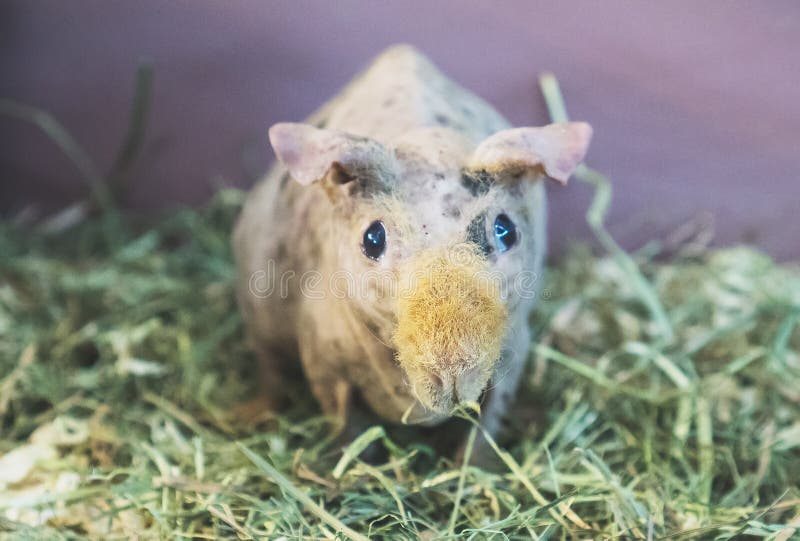 Porco magro foto de stock. Imagem de curioso, ouro, dourado - 20982584