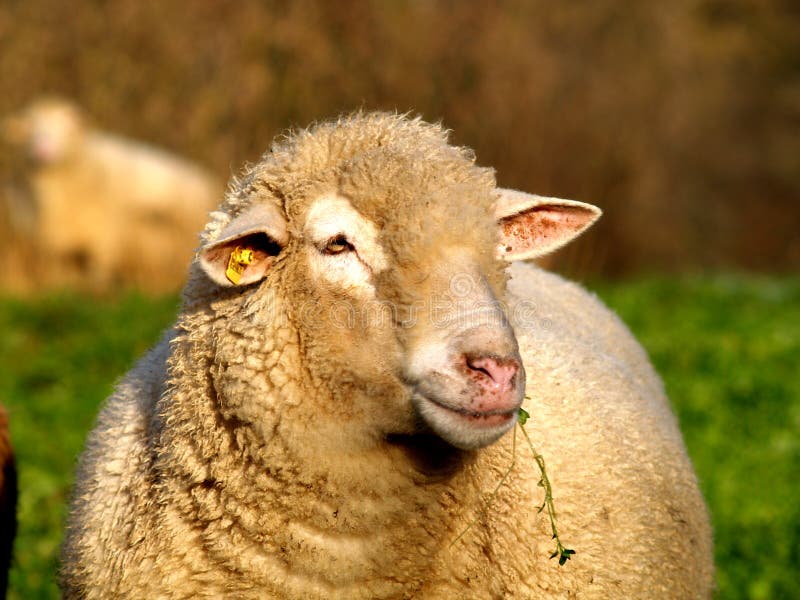 Ovejas Masculinas En Una Granja Foto de archivo - Imagen de animal ...