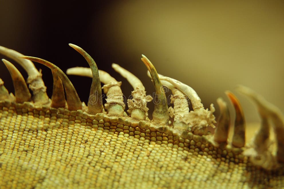 Cara Posterior De Una Iguana Imagen de archivo - Imagen de retrato ...