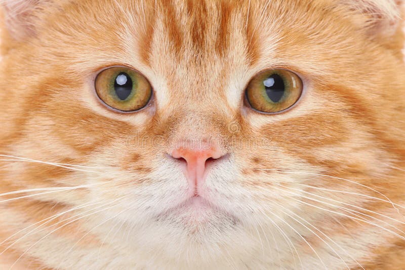 Gato rojo foto de archivo. Imagen de gatito, peludo, doméstico - 16535510