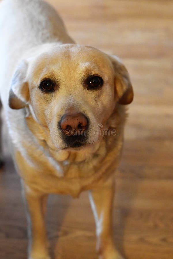 Cara Sonriente Feliz Del Perro, Labrador Imagen de archivo - Imagen de ...