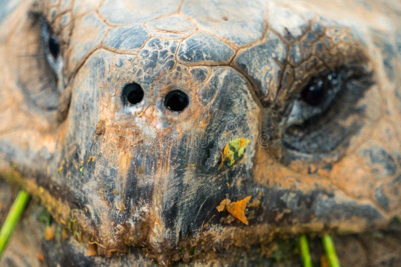 Portrait of Turtle Eating Plants in His Environment Stock Image - Image ...