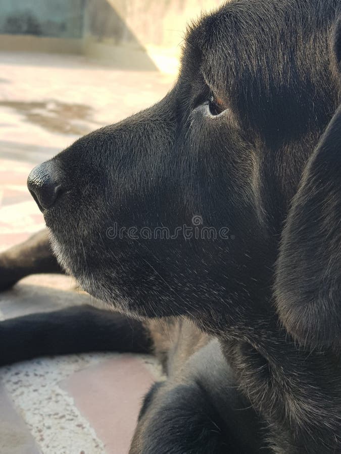 Cara Triste De Perro Labrador Negro Imagen de archivo - Imagen de ...