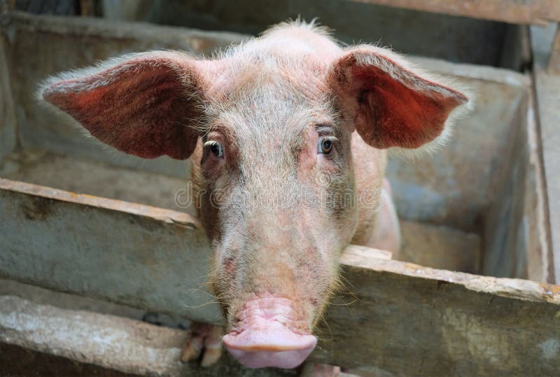 1,610 Cerdo Triste Fotos de stock - Fotos libres de regalías de Dreamstime