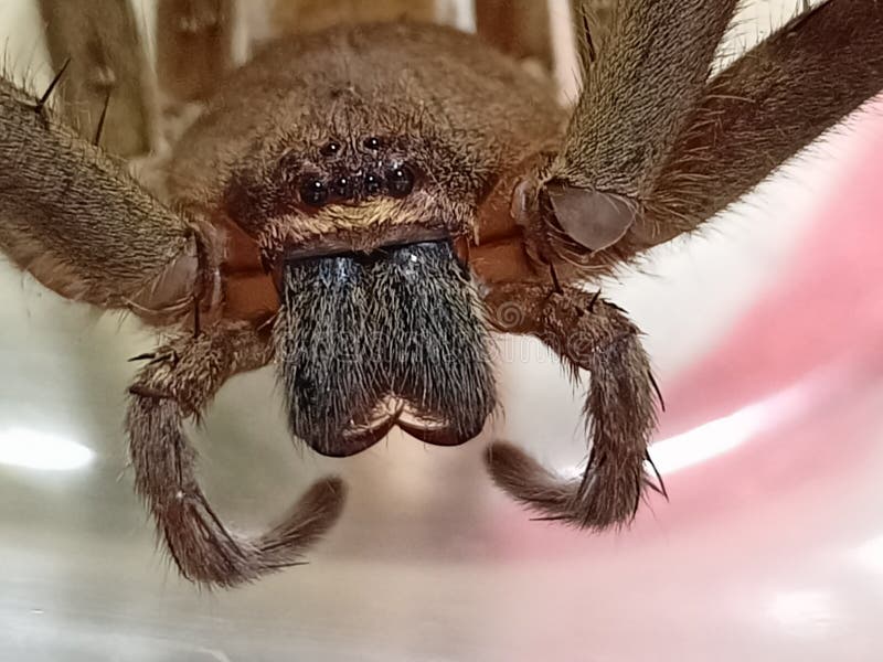 Cara Zoomada De Uma Aranha Fofa E Assustadora Foto de Stock - Imagem de ...