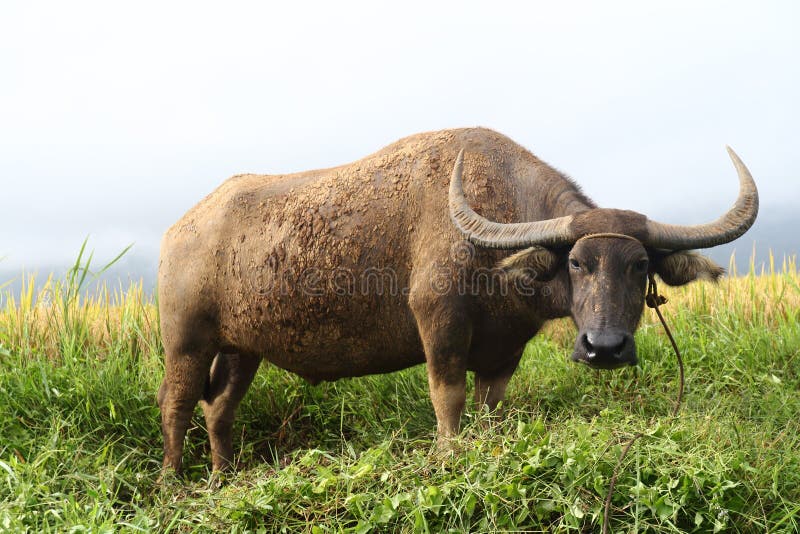 Carabao stock image. Image of strong, beast, ricefield - 16382743