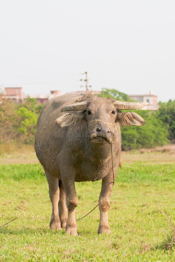 1,619 Carabao Stock Photos - Free & Royalty-Free Stock Photos from ...