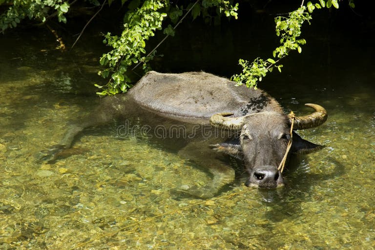 1,885 Carabao Stock Photos - Free & Royalty-Free Stock Photos from ...