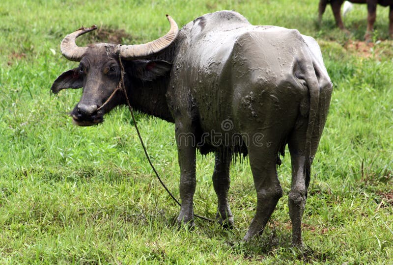 Carabao (Bubalusbubaliscarabanesis) Fotografering för Bildbyråer - Bild ...