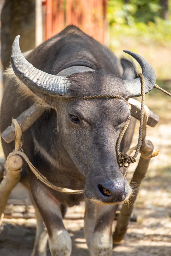 1,592 Carabao Stock Photos - Free & Royalty-Free Stock Photos from ...