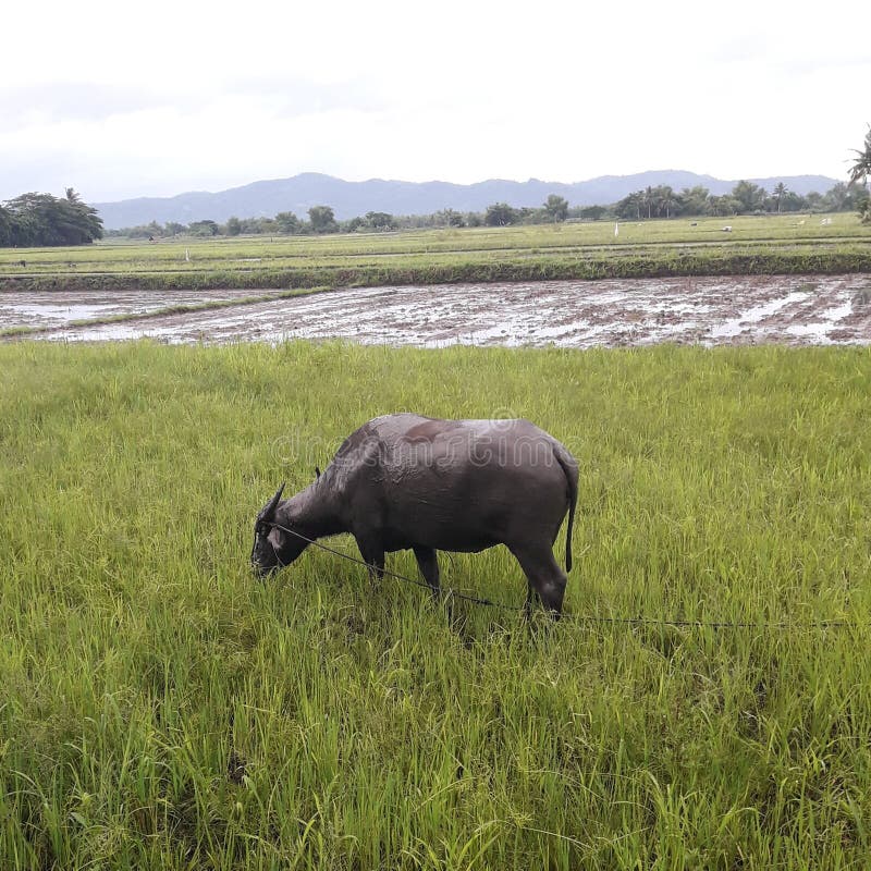 Carabao grazing stock photo. Image of grass, skies, cavinti - 68806048