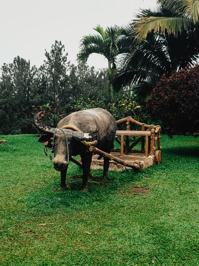 Carabao in the Philippines Helps in Farming Duties Stock Photo - Image ...