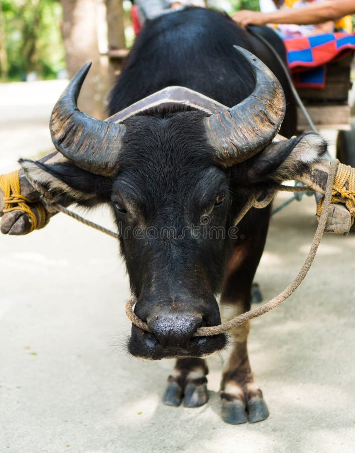 1,622 Carabao Stock Photos - Free & Royalty-Free Stock Photos from ...
