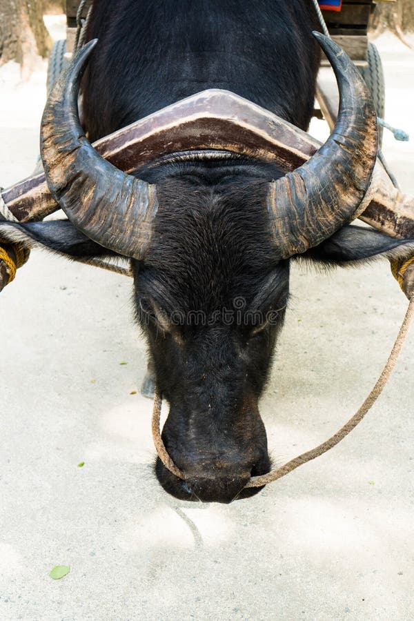 Carabao Head