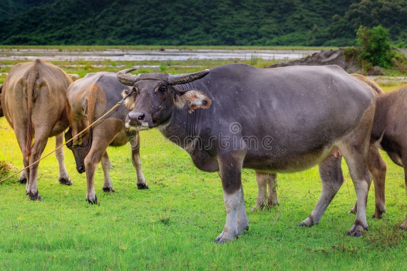 Carabao or Water Buffalo stock image. Image of nature - 98809047