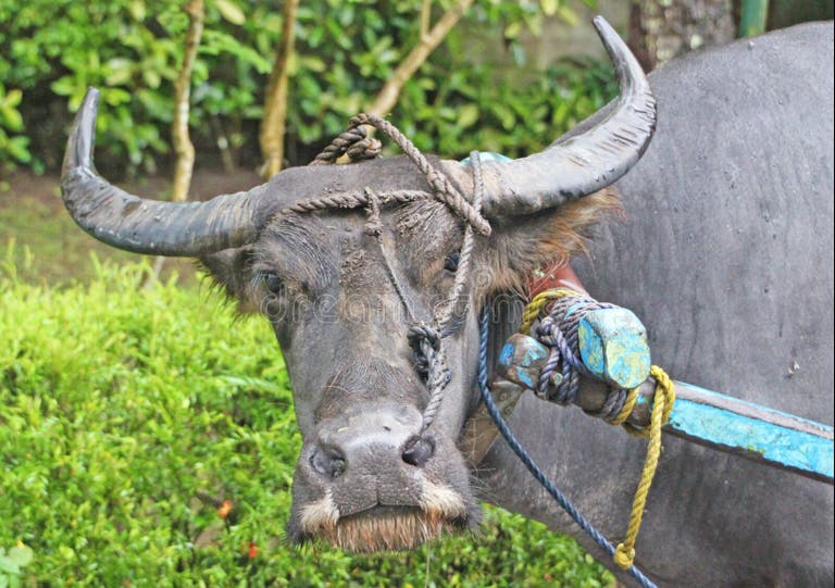 1,857 Carabao Stock Photos - Free & Royalty-Free Stock Photos from ...