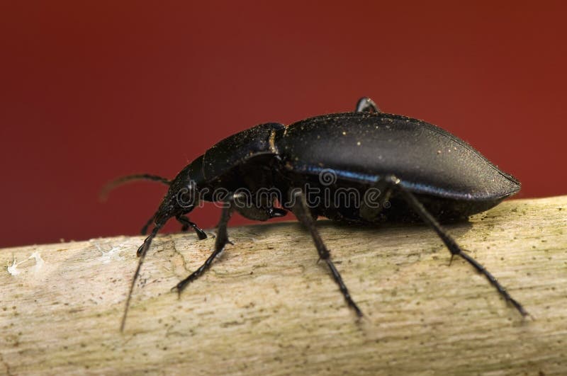 Carabus stock image. Image of animal, monster, insecta - 25116405