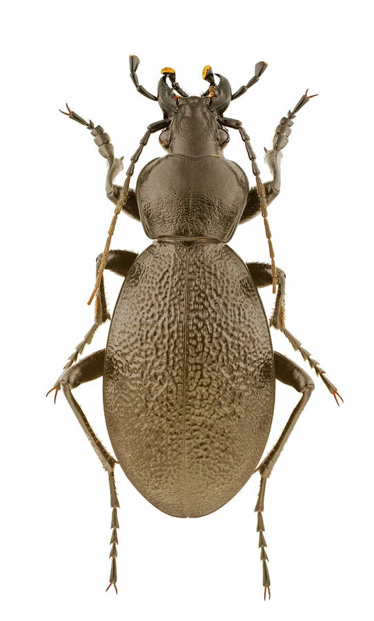 Beetle Schrenck s Carabus stock photo. Image of case, entomology - 1769606