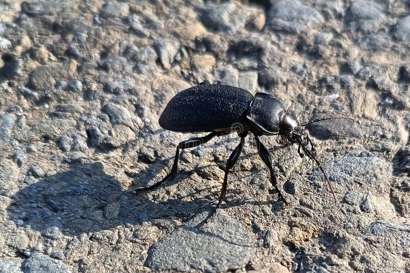 Carabus Coriaceus is a Species of Beetle Widespread in Europe Stock ...