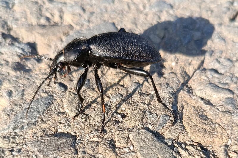 Carabus Coriaceus is a Species of Beetle Widespread in Europe Stock ...