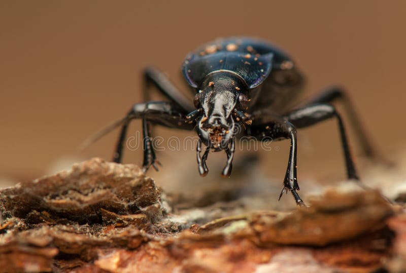 Carabus glabratus stock photo. Image of black, chitin - 30601136