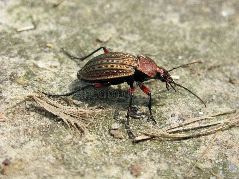 Carabus granulatus stock image. Image of blade, spring - 24622775