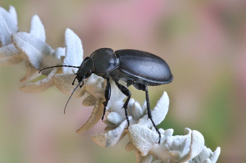 Carabus impressus stock image. Image of antenna, impressus - 18151133