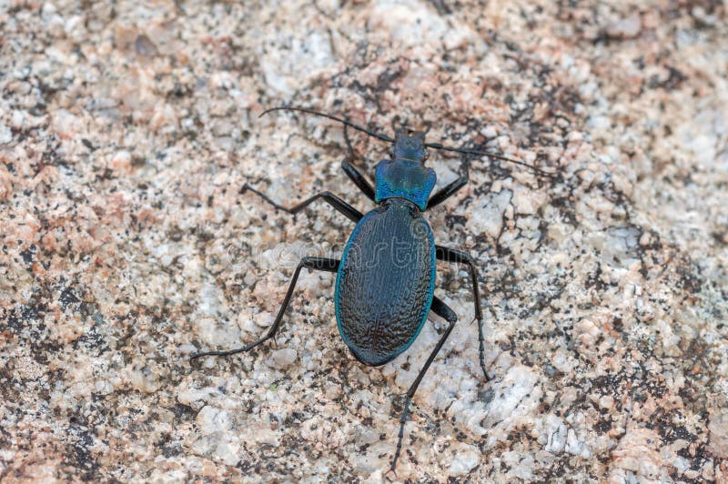 Carabus intricatus stock image. Image of coleoptera, fauna - 26093481