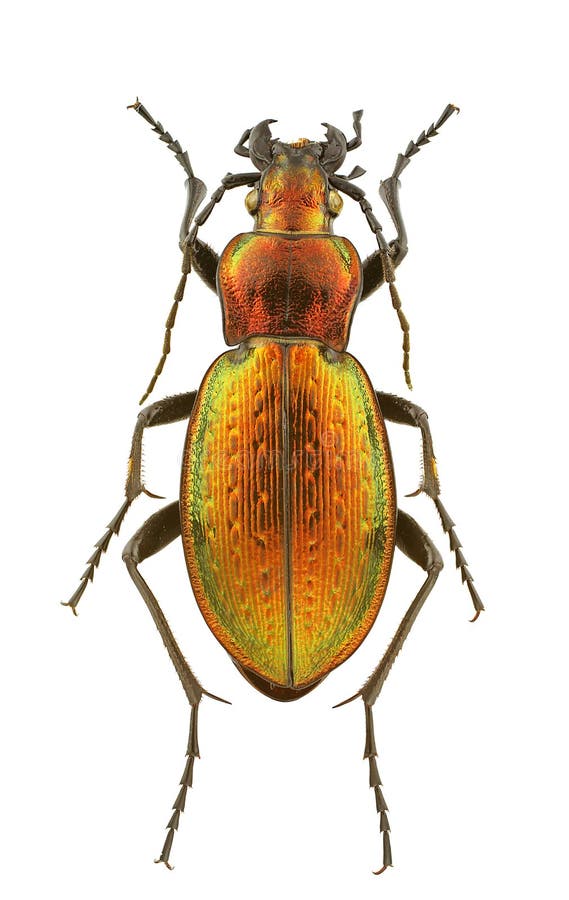 Beetle Schrenck s Carabus stock photo. Image of case, entomology - 1769606