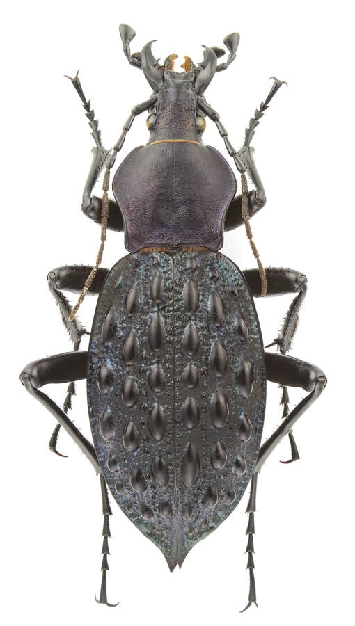 Beetle Schrenck s Carabus stock photo. Image of case, entomology - 1769606