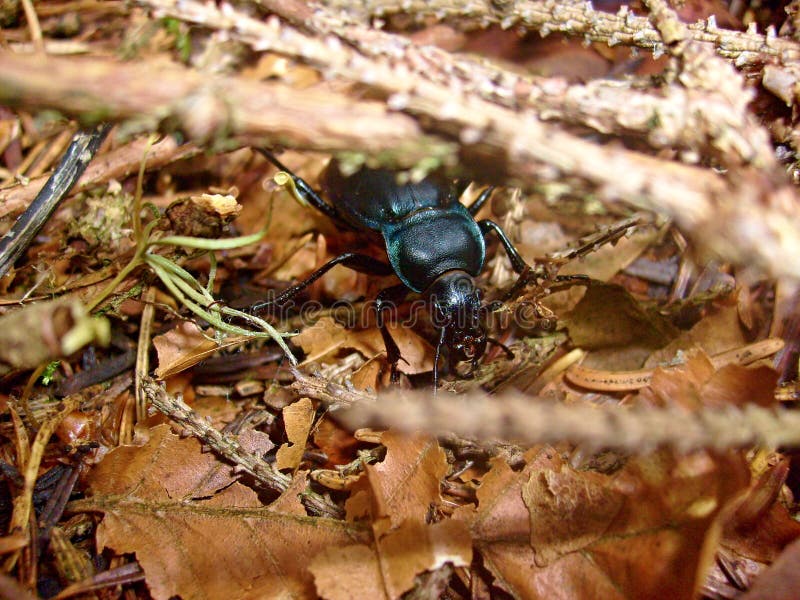 Carabus violaceus stock image. Image of ground, leaves - 53305047