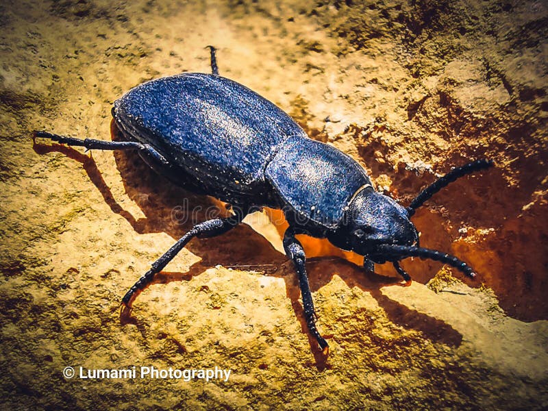 Carabus Violaceus Black Beetle Arthropoda Stock Image - Image of animal ...
