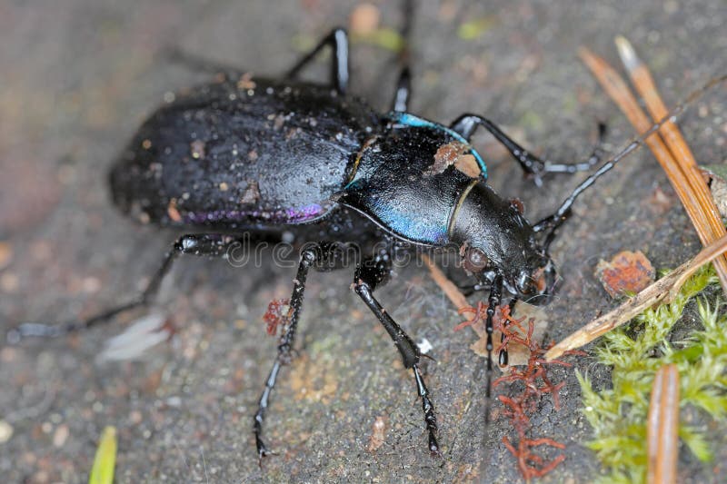 Carabus Violaceus, Sometimes Called the Violet Ground Beetle, or the ...