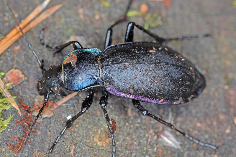 Carabus Violaceus, Sometimes Called the Violet Ground Beetle, or the ...
