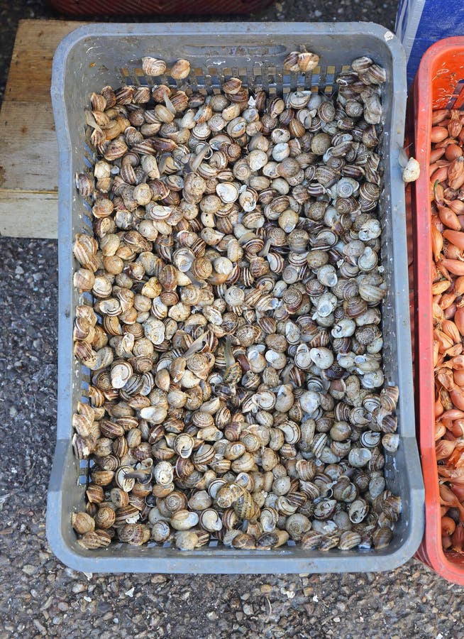 Caracóis de mar pequenos imagem de stock. Imagem de prendedor - 20495953