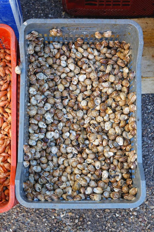 Caracóis de mar pequenos imagem de stock. Imagem de prendedor - 20495953