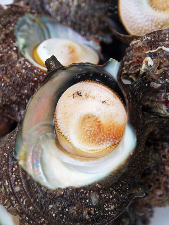 Caracóis de mar pequenos imagem de stock. Imagem de caracol - 20495953