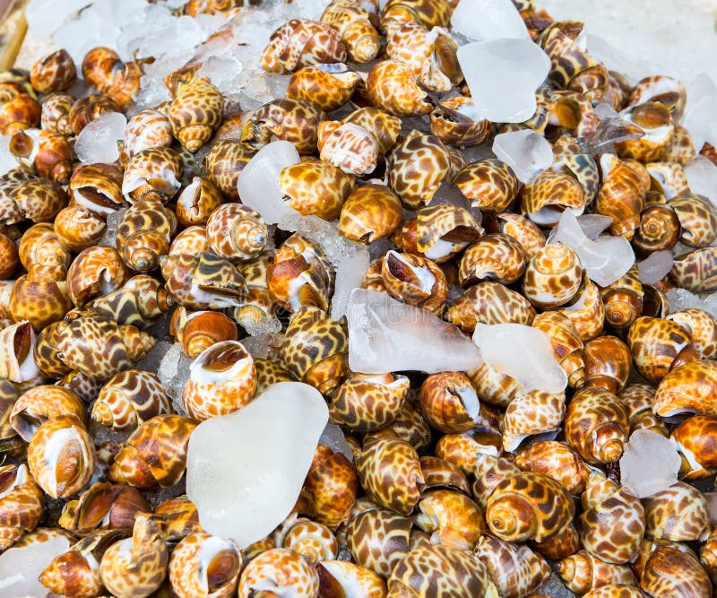 Caracóis de mar pequenos imagem de stock. Imagem de caracol - 20495953