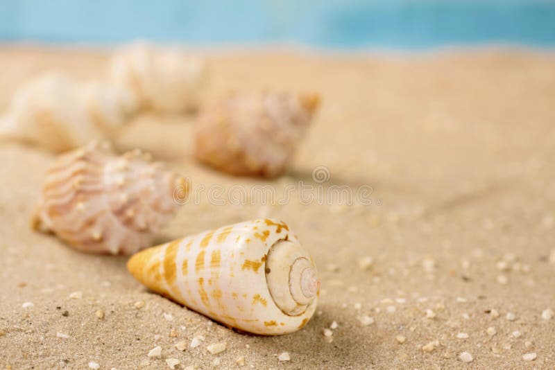 Caracóis De Mar Ou Moluscos Marinhos Do Gastrópode Imagem de Stock ...