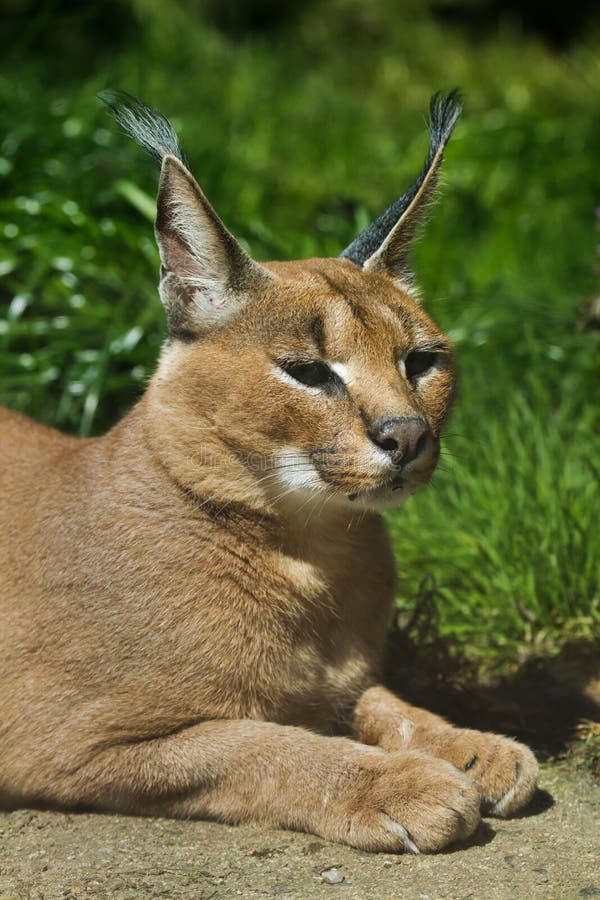 Caracal (Caracal caracal) foto de archivo. Imagen de salvaje - 71062116
