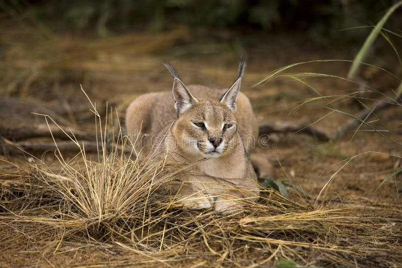 Caracal, caracal caracal stock photo. Image of front - 198637600