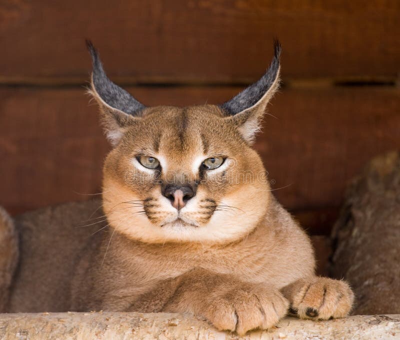 Caracal cat stock photo. Image of mammal, side, caracal - 18649364