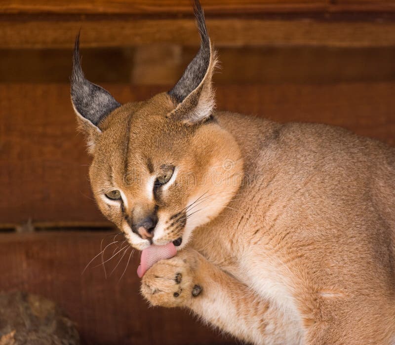 Caracal cat stock photo. Image of mammal, side, caracal - 18649364