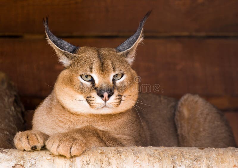 Den Caracal Katten, Den Stora Katten, Katter, Isolerade Bakgrund ...