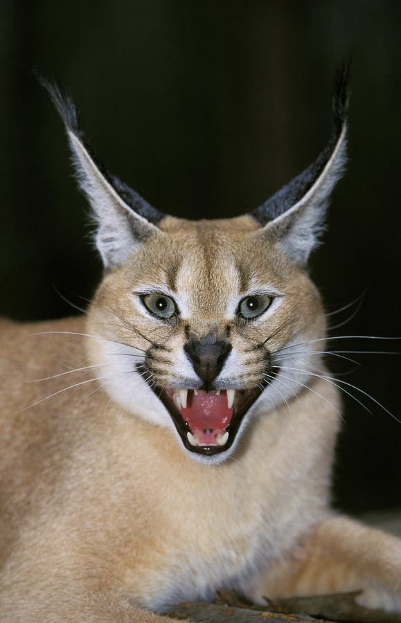 Caracal, Caracal Caracal, Adult Snarling Stock Image - Image of head ...