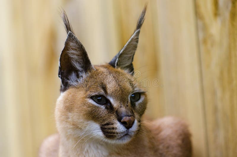 White Caracal
