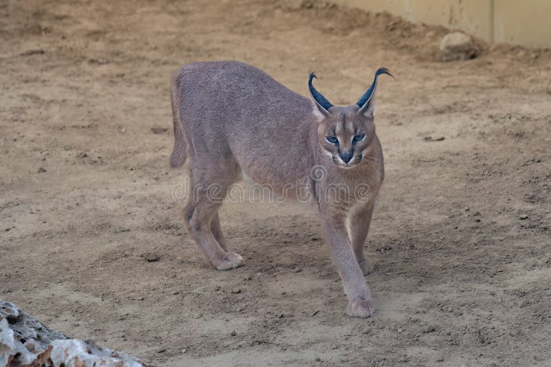 A Caracal at an Animal Park, Israel Stock Image - Image of captivity ...