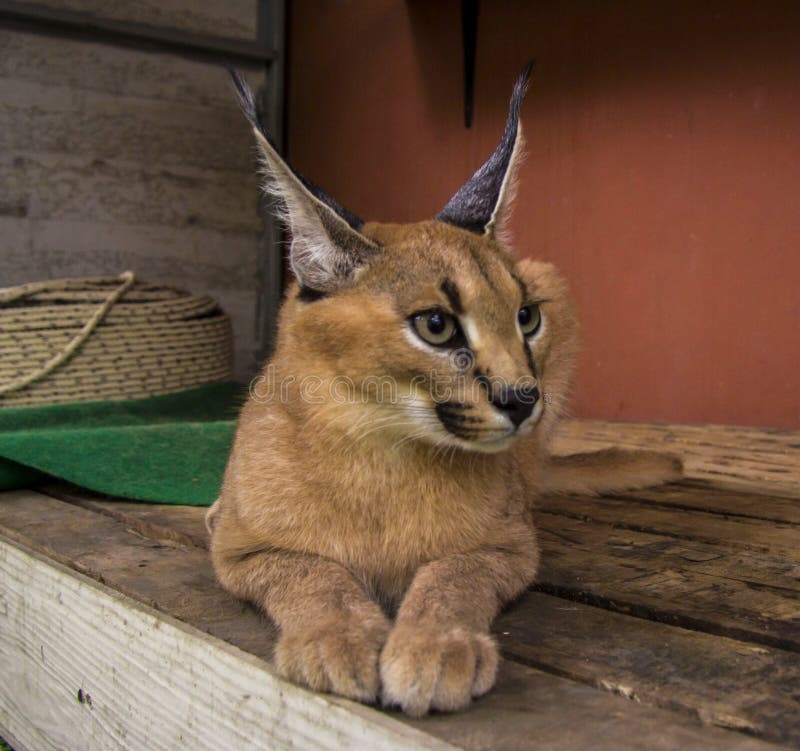 Caracal stock image. Image of jungle, animal, nature - 94924725