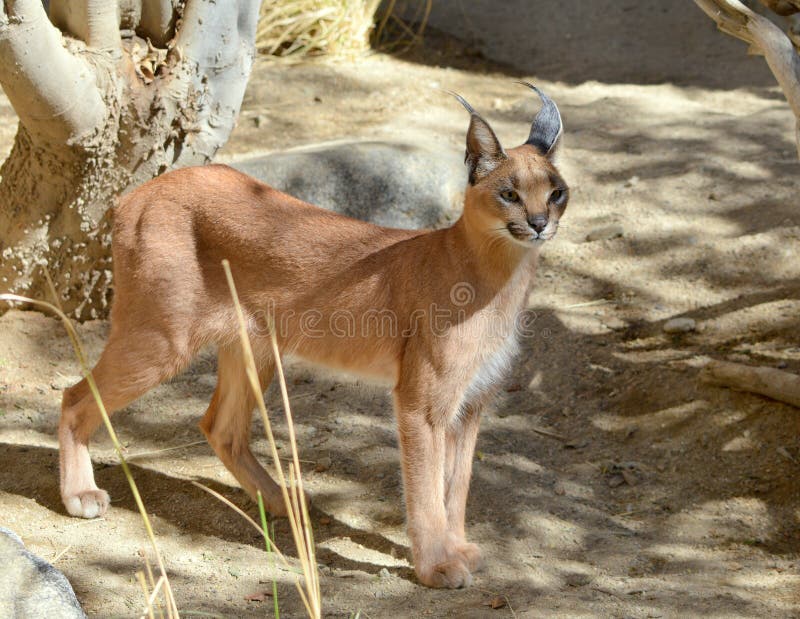 Caracal Cat Posing Under the Shade Stock Image - Image of backlighted ...